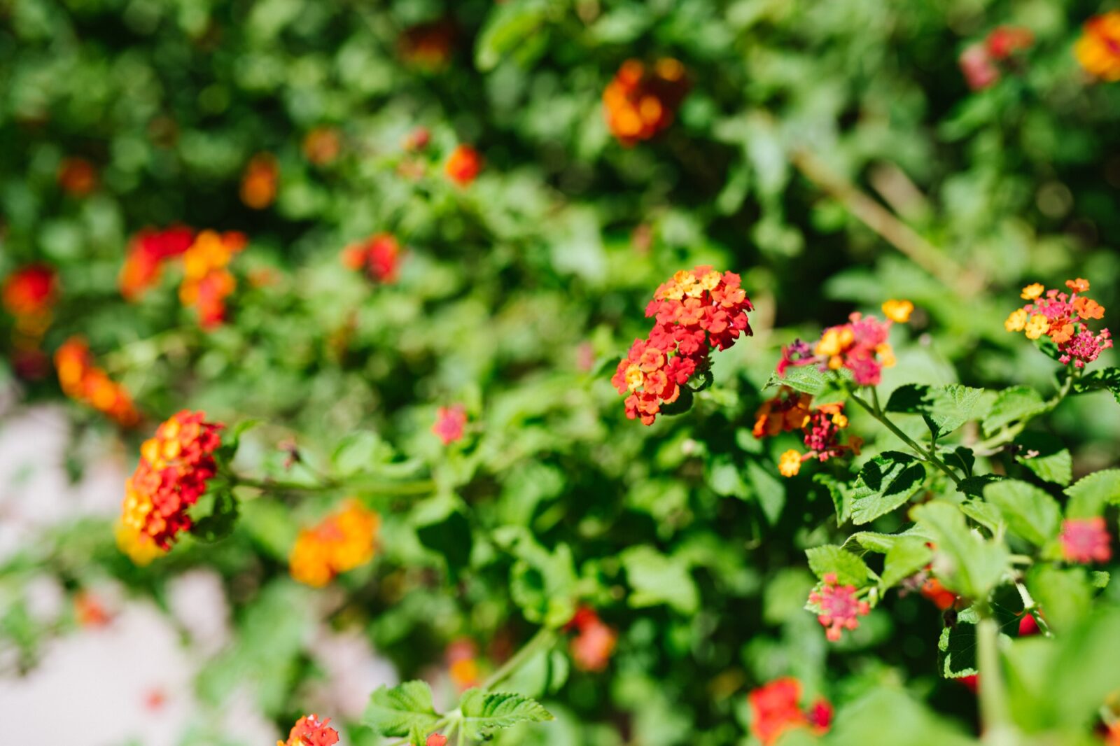 Gab and Chris' Rainbow Wedding at Hacienda Del Sol